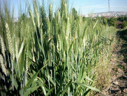 BUĞDAY YETİŞTİRİCİLİĞİ